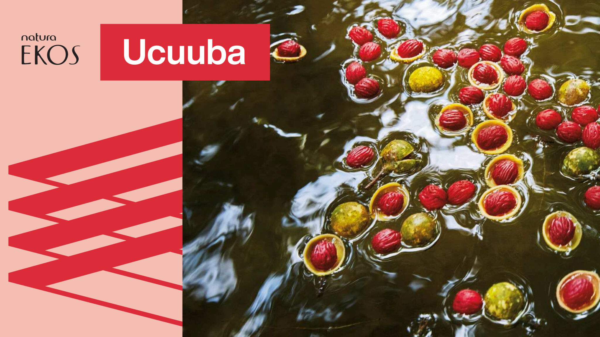 Conoce el ingrediente activo Ucuuba de Ekos Natura • Natura de México